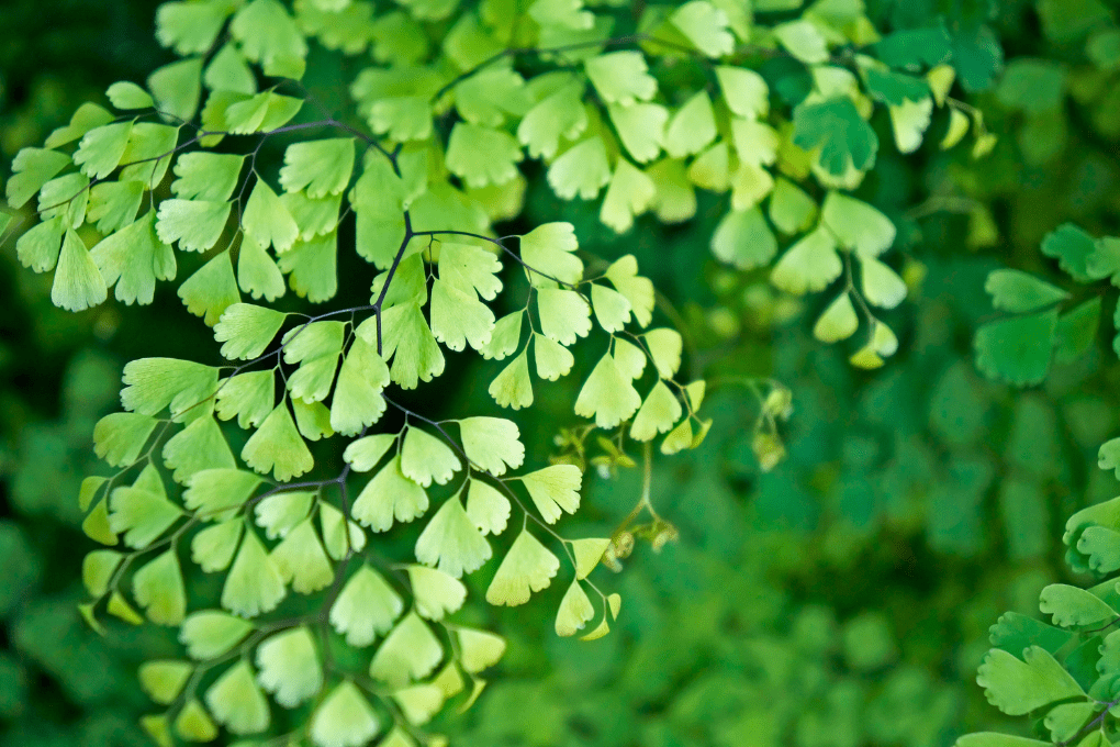Fern Fever: Victorian Fern Care Tips That Work - Peel Compton Foundation