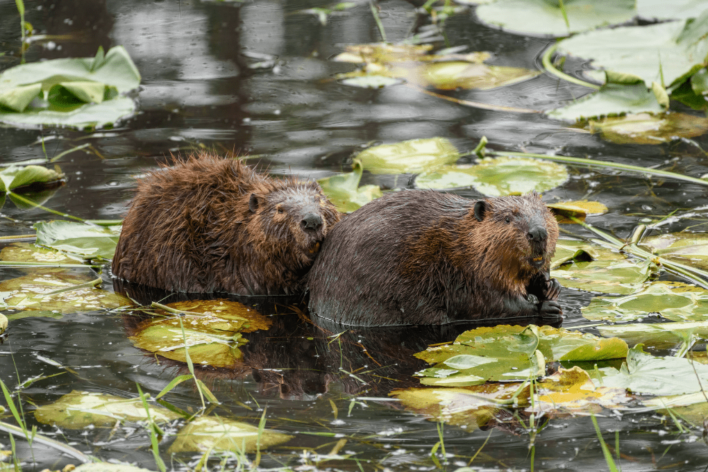 Love That Lasts: What Beavers Teach Us About Partnership